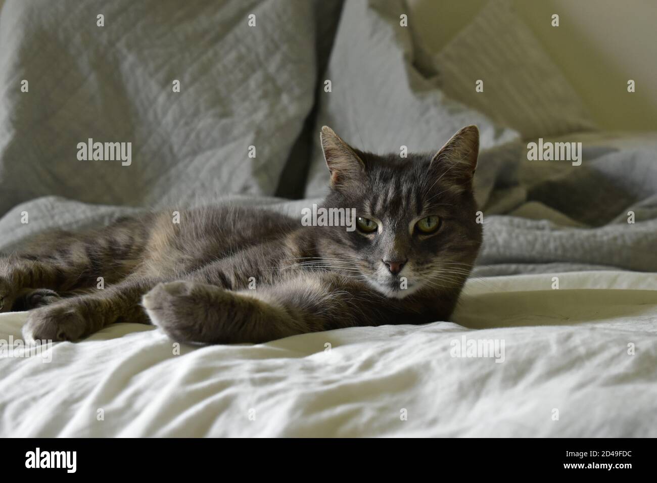 My lovely and friendly neighbor cat Stock Photo - Alamy