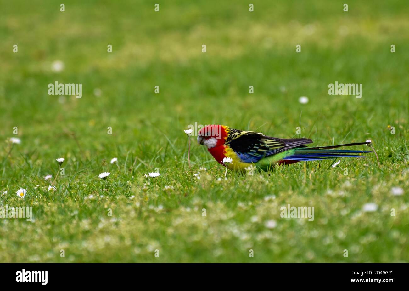 Birds in the park Stock Photo - Alamy