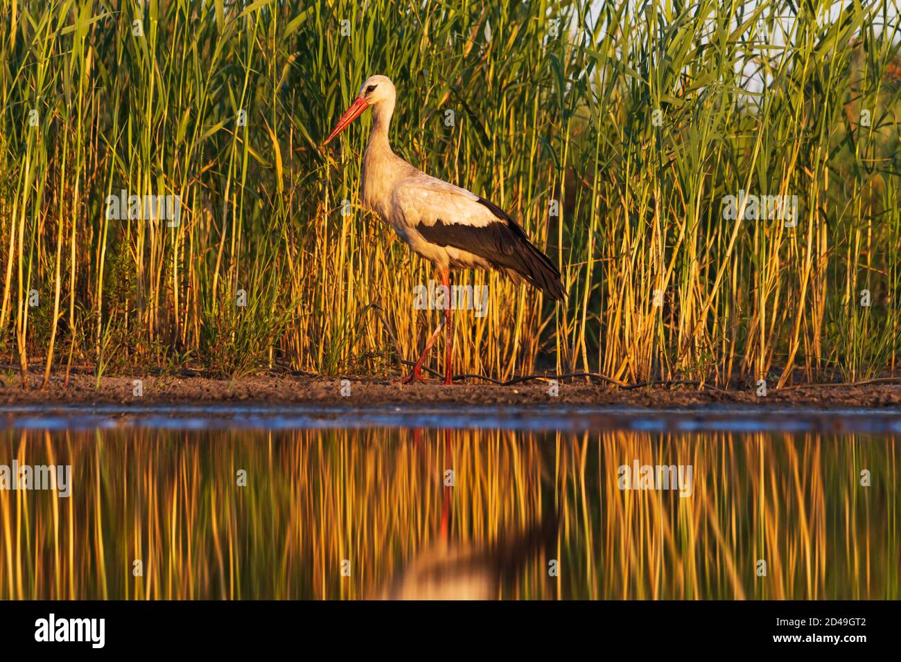 white stork at sunset stands at the water's edge Stock Photo - Alamy