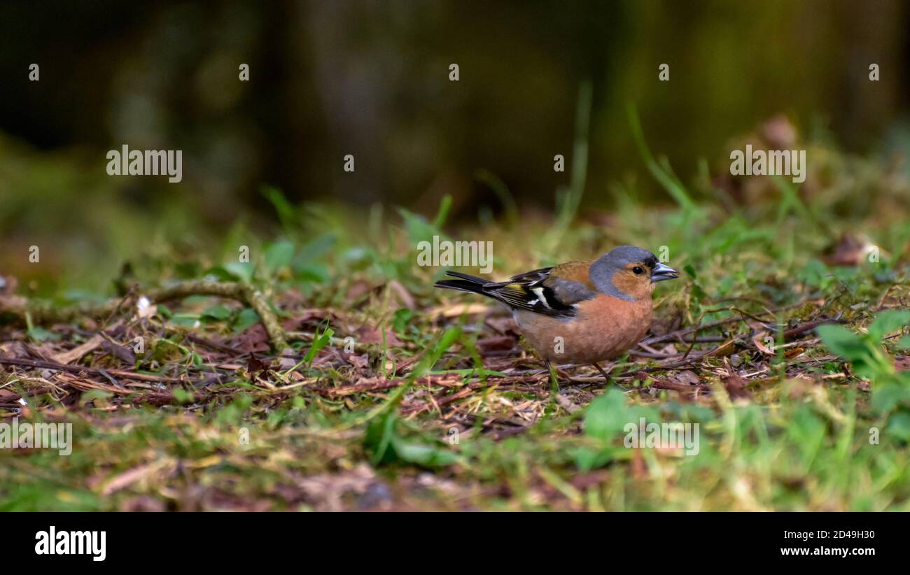 Birds in the park Stock Photo - Alamy