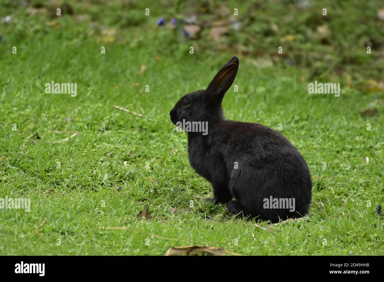 Hopping rabbits hi-res stock photography and images - Alamy