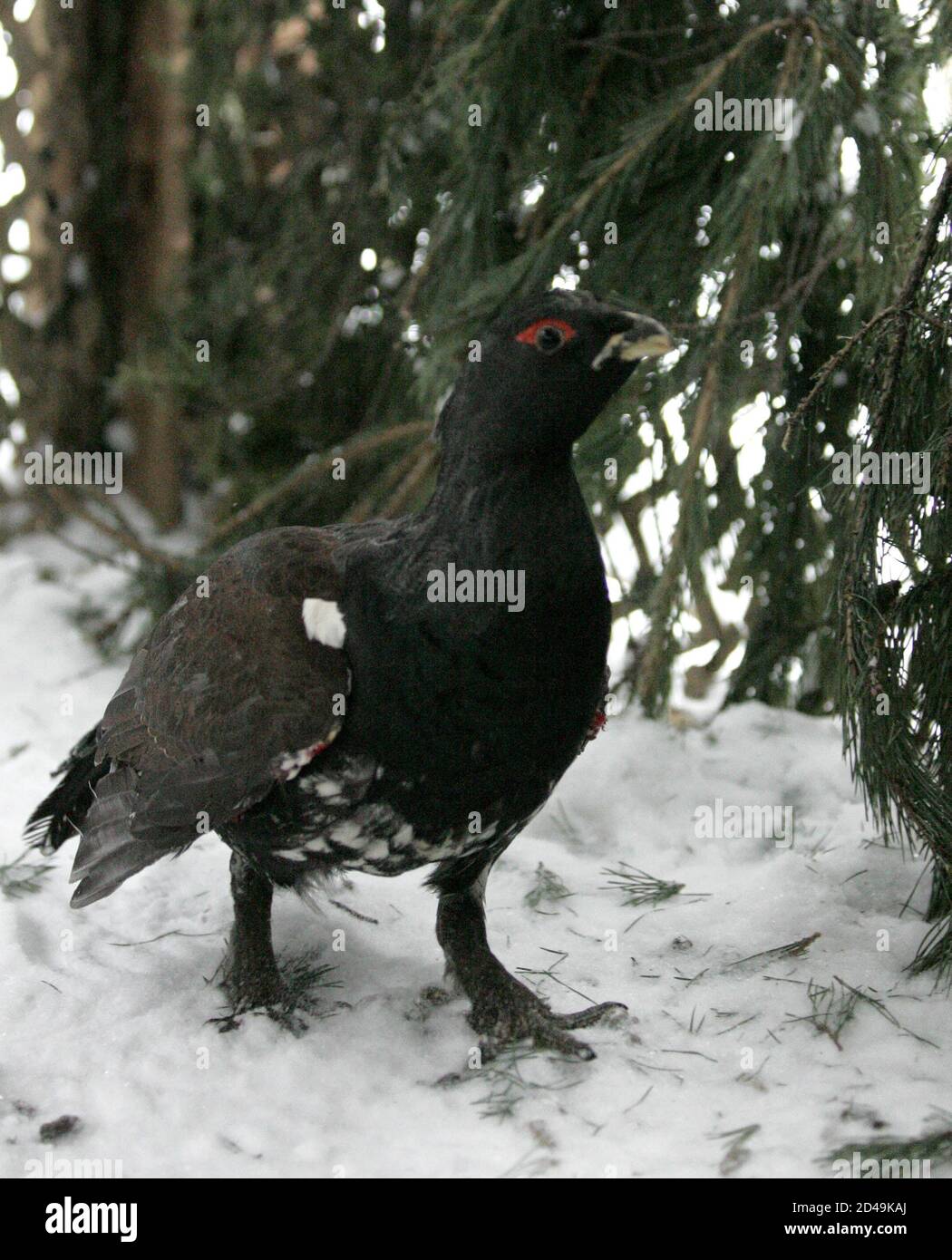 Largest grouse hi-res stock photography and images - Alamy