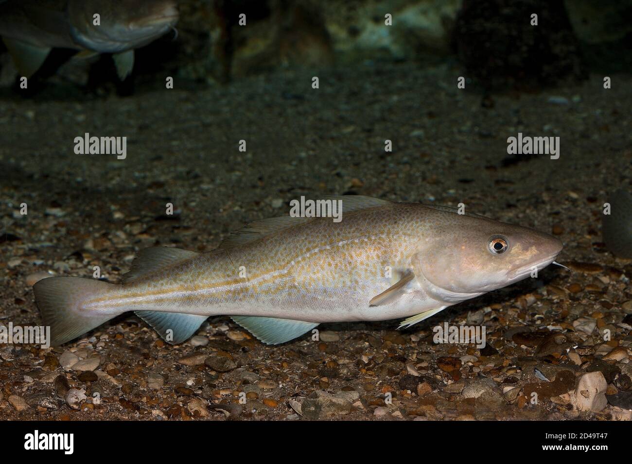 Atlantic Cod, gadus morhua Stock Photo - Alamy