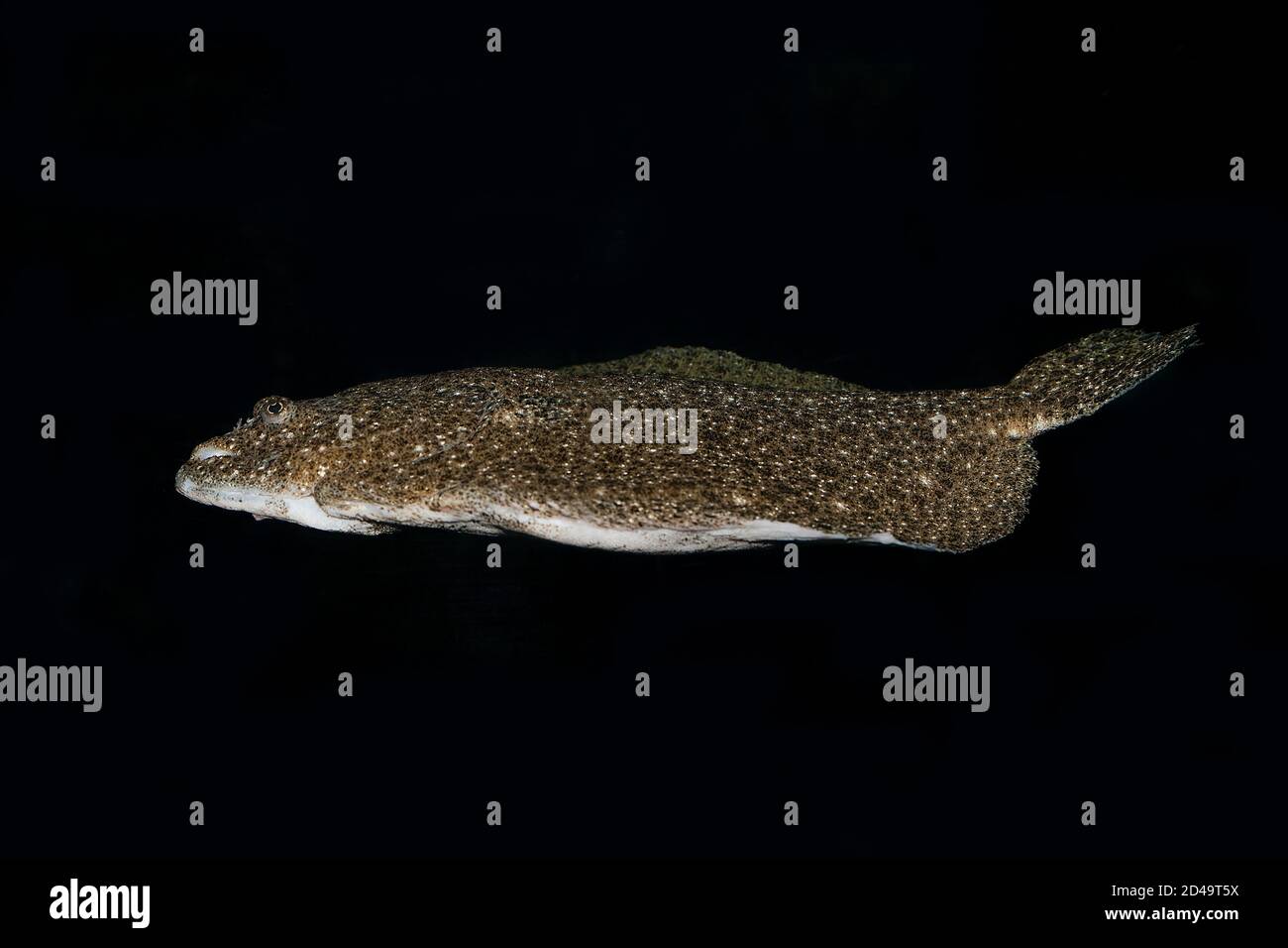 Sole, solea solea swimming Stock Photo - Alamy