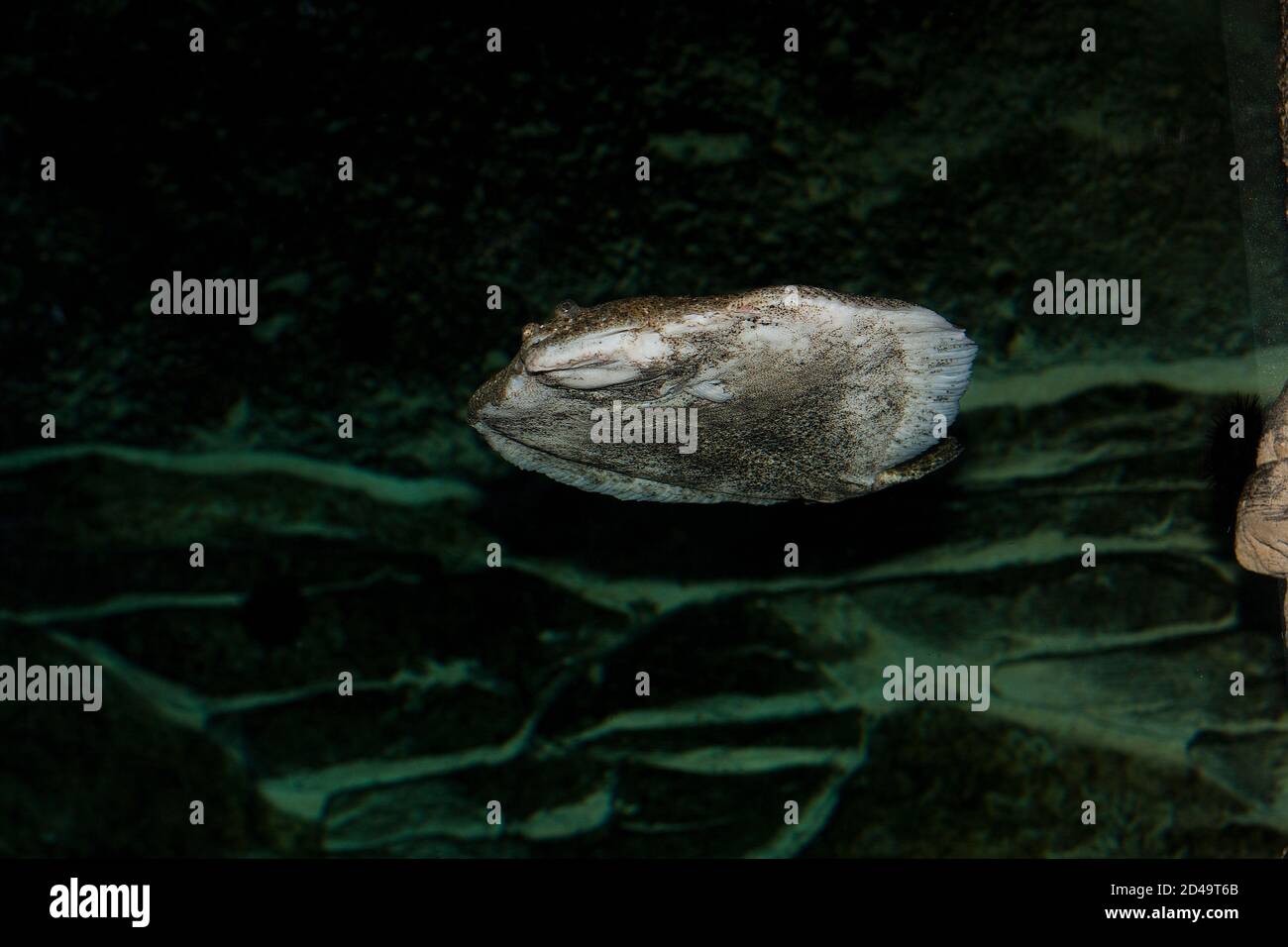 Sole, solea solea swimming Stock Photo - Alamy