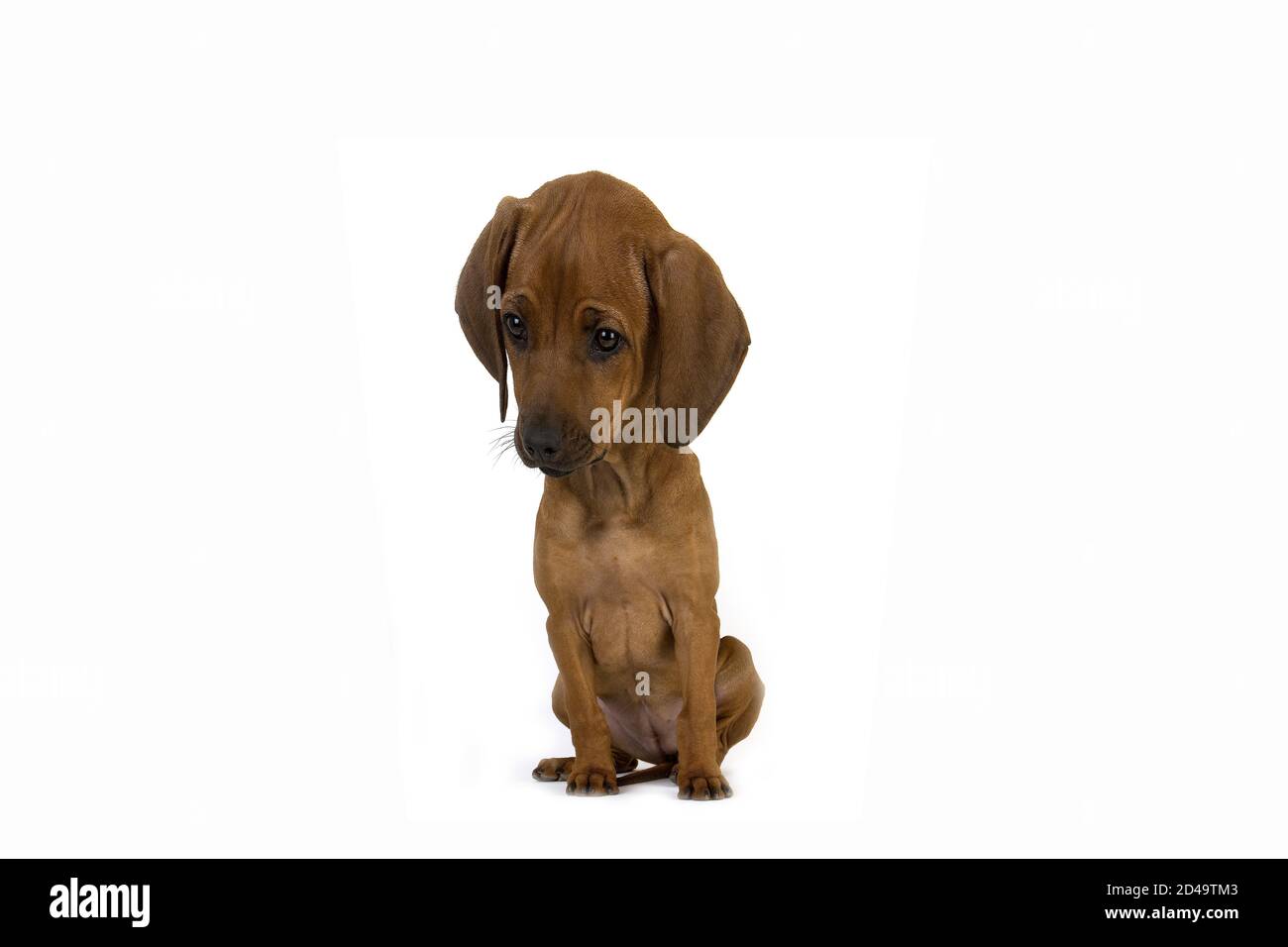 Rhodesian Ridgeback Dog, 3 Months old Pup sitting against White ...