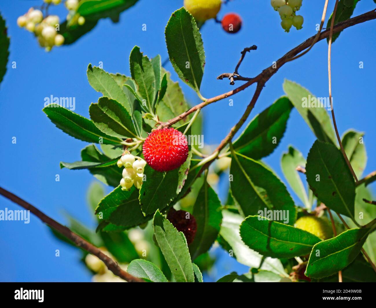 Strawberry tree flowers and fruits, Arbutus unedo, France Stock Photo ...
