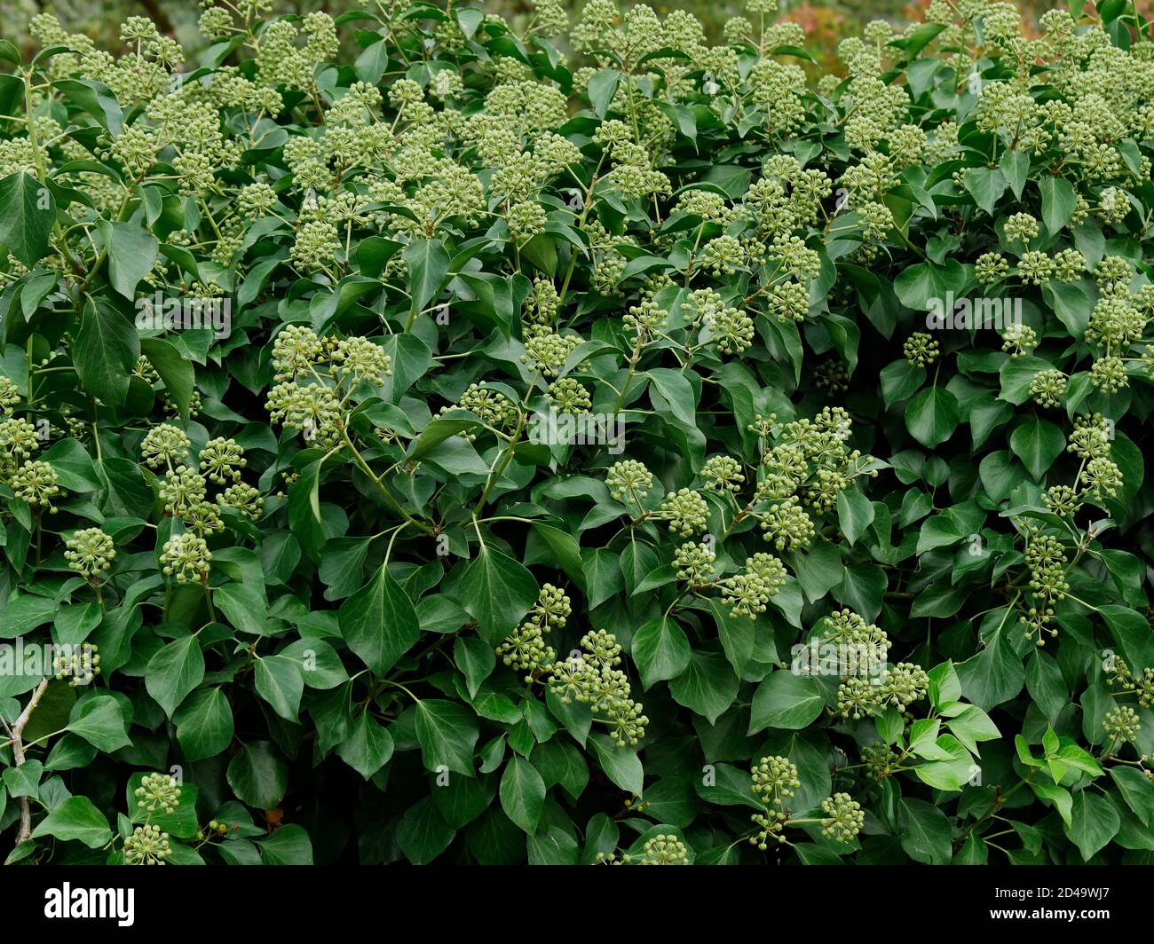 English Ivy flowers, hedera helix, Aquitaine, France Stock Photo - Alamy