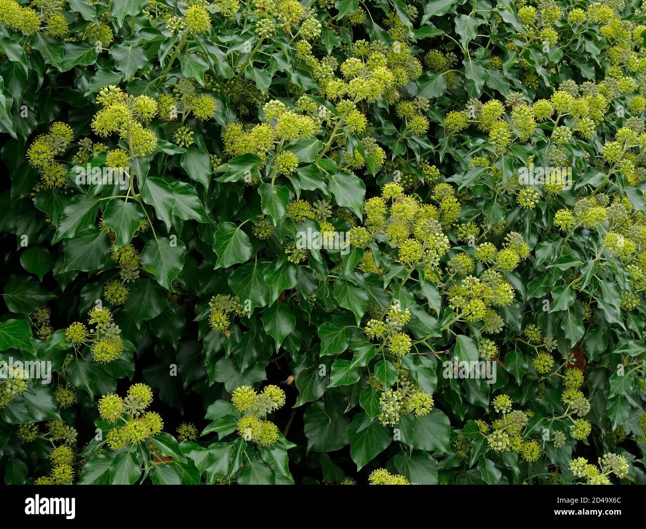 English Ivy flowers, hedera helix, Aquitaine, France Stock Photo - Alamy