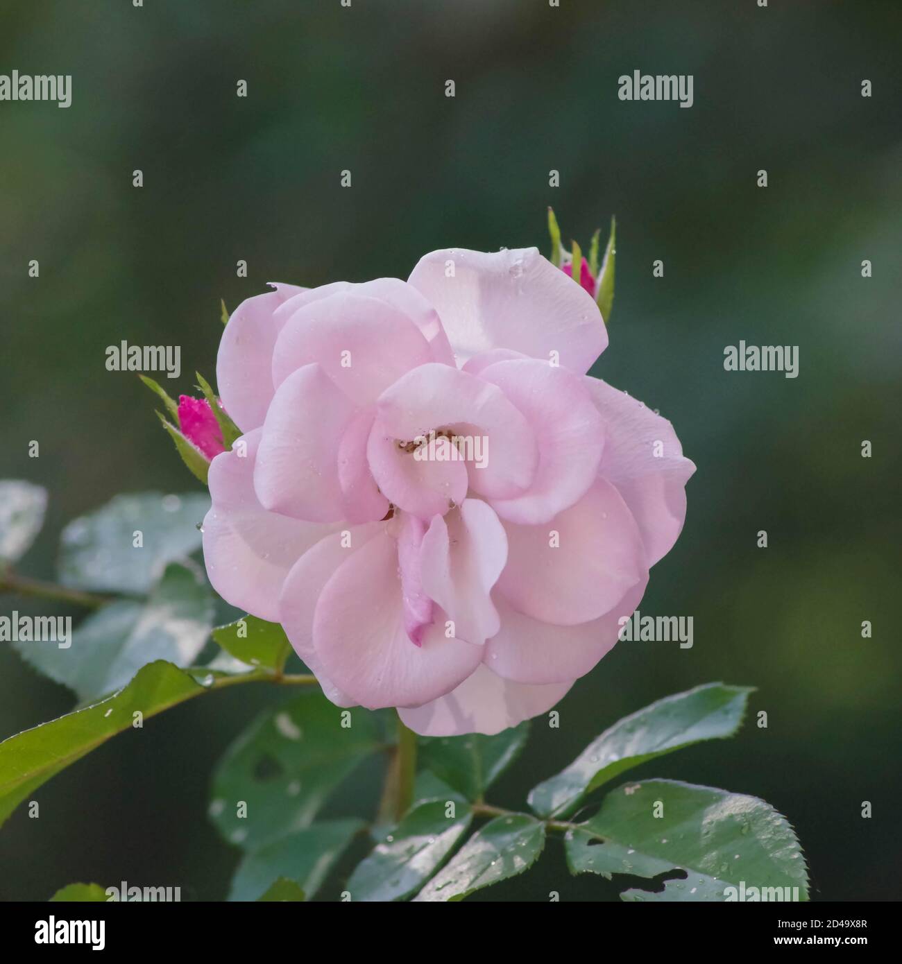fat pink petals on an open garden rose green background Stock Photo - Alamy