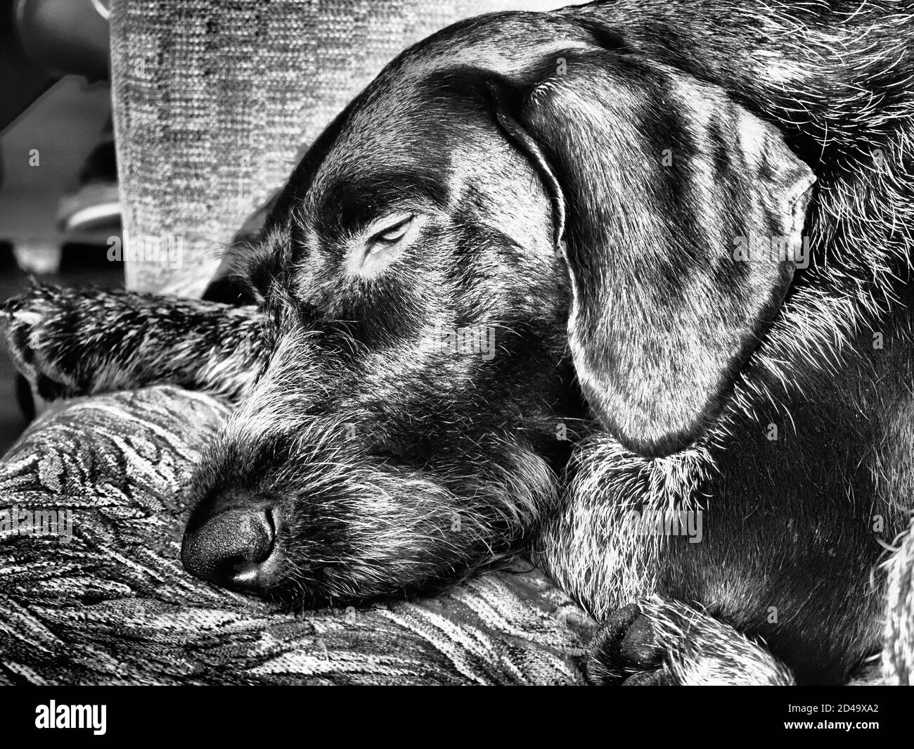 Pets. A hunting dog of a German breed lies on a sofa Stock Photo - Alamy