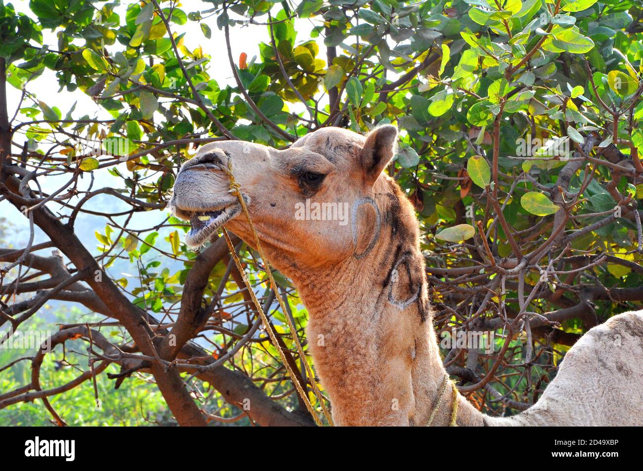 Cameleerlife hi-res stock photography and images - Alamy
