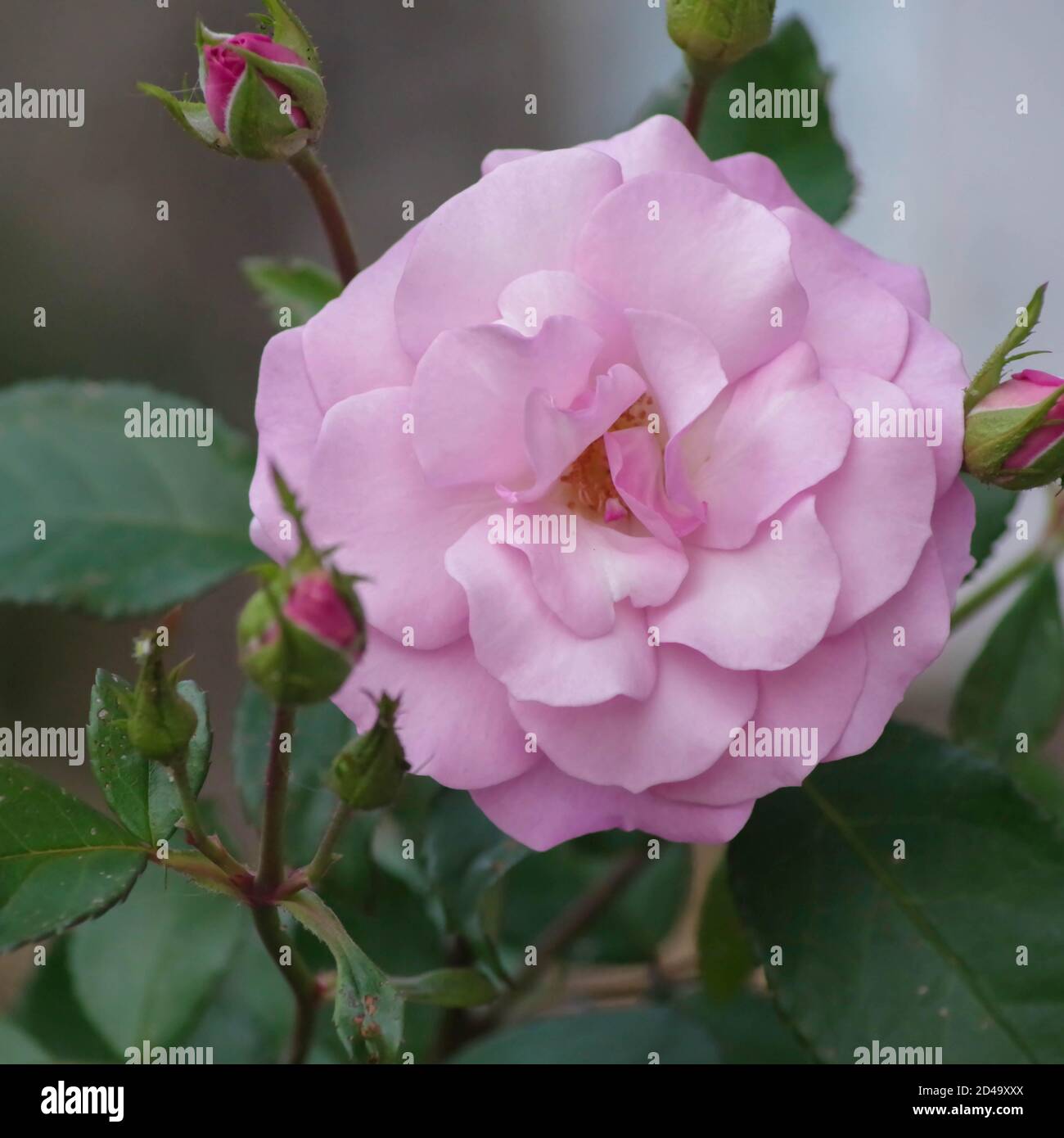 Delicate bright pink rose petals on open garden rose and buds Stock ...