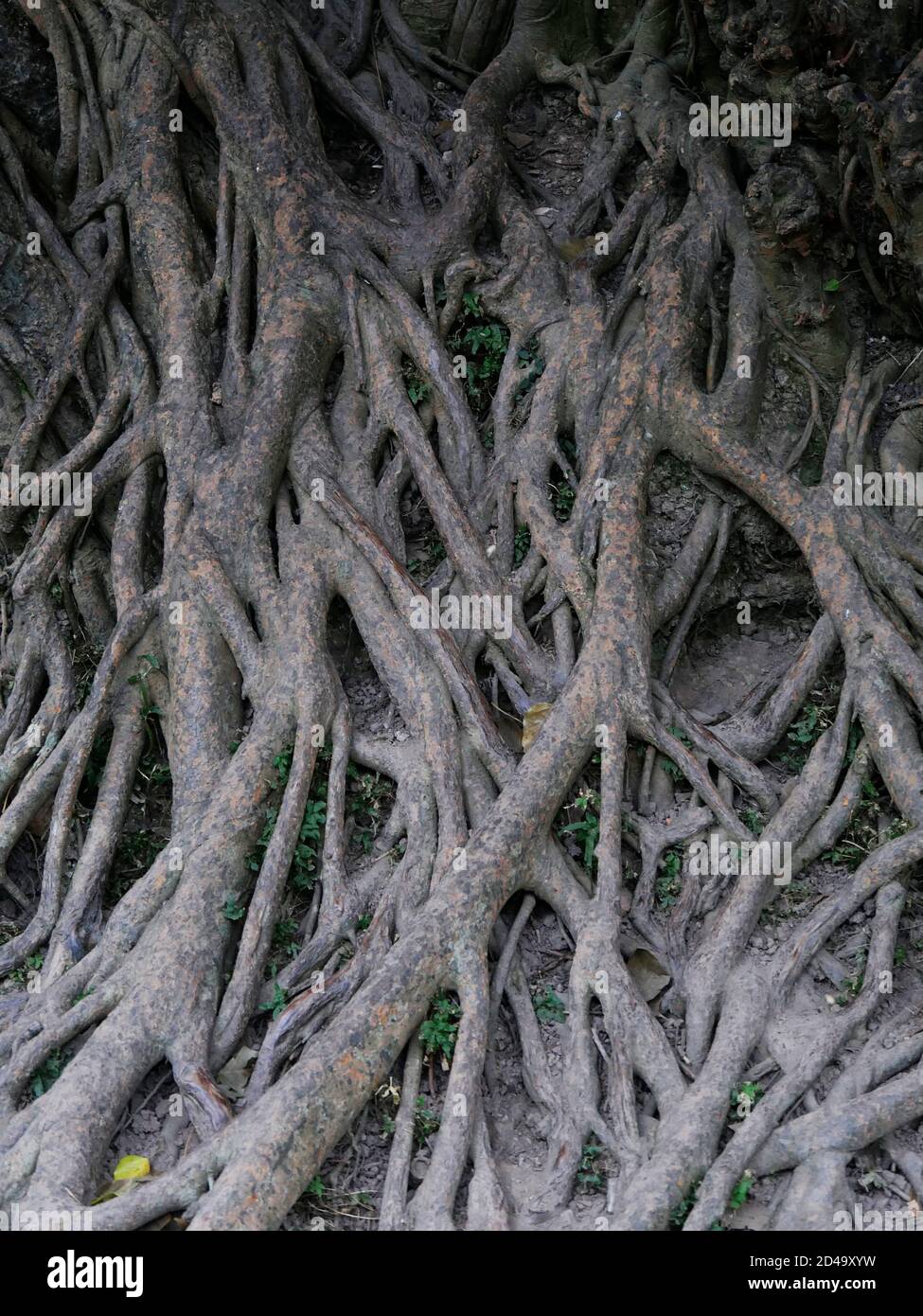 Vietnam, Hanoi, Van Mieu Temple, dedicated to Confusius, build in 1070 ...