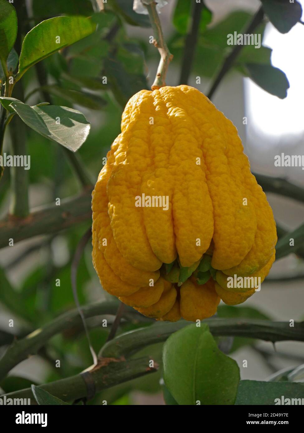 Fingered Fruit High Resolution Stock Photography and Images - Alamy