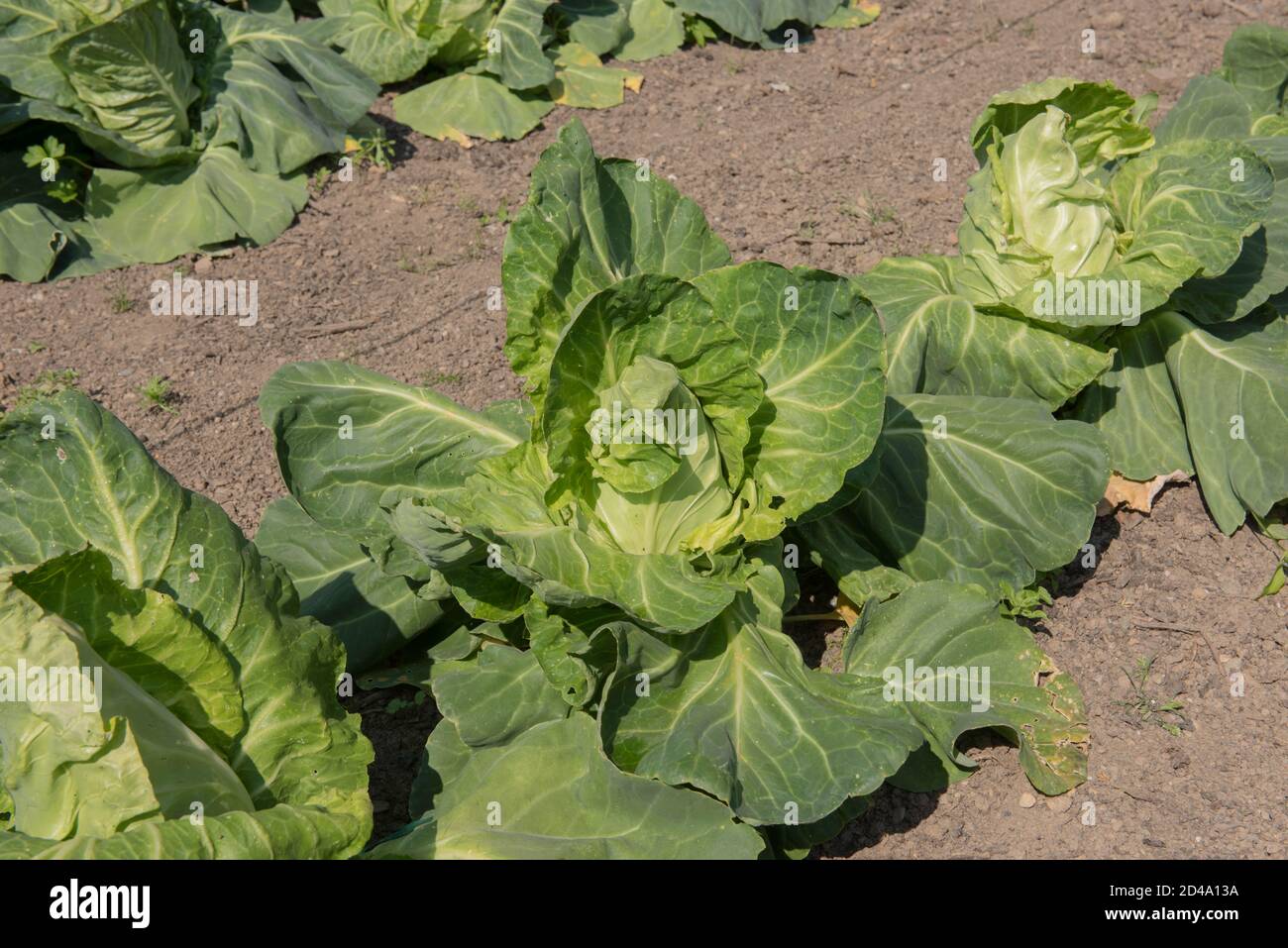 Home Grown Organic Cabbage (Brassica oleracea 'Greyhound') Growing on ...