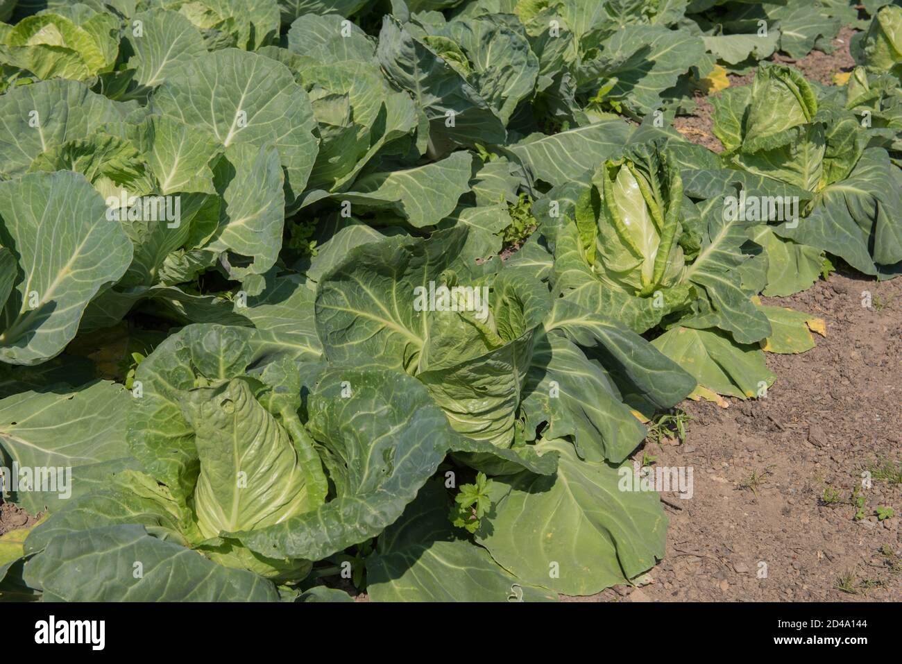 Home Grown Organic Cabbage (Brassica oleracea 'Pyramid') Growing on an ...