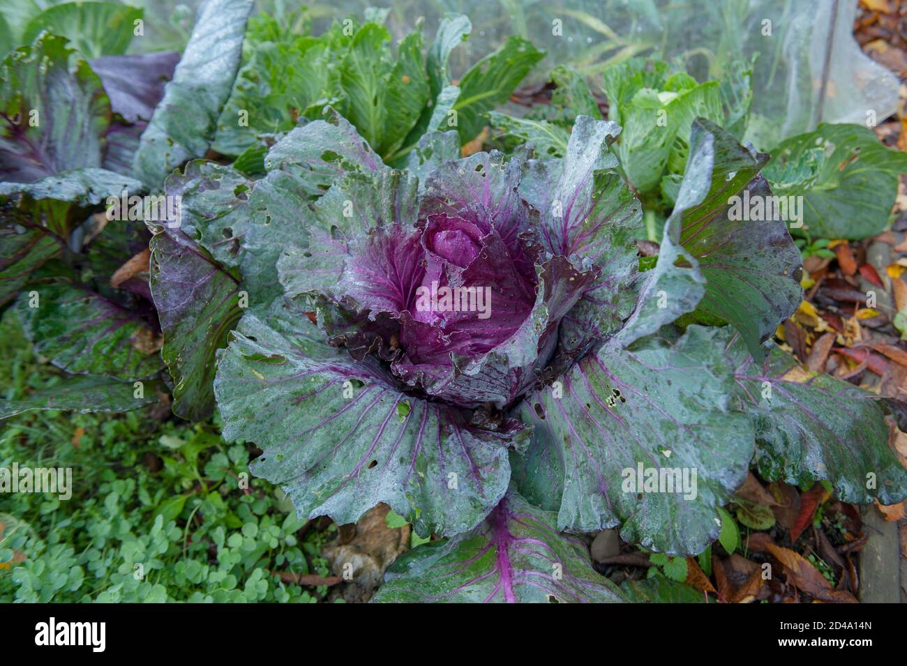 Home Grown Organic Red Cabbage variety 'Kalibos' (Brassica oleracea ...
