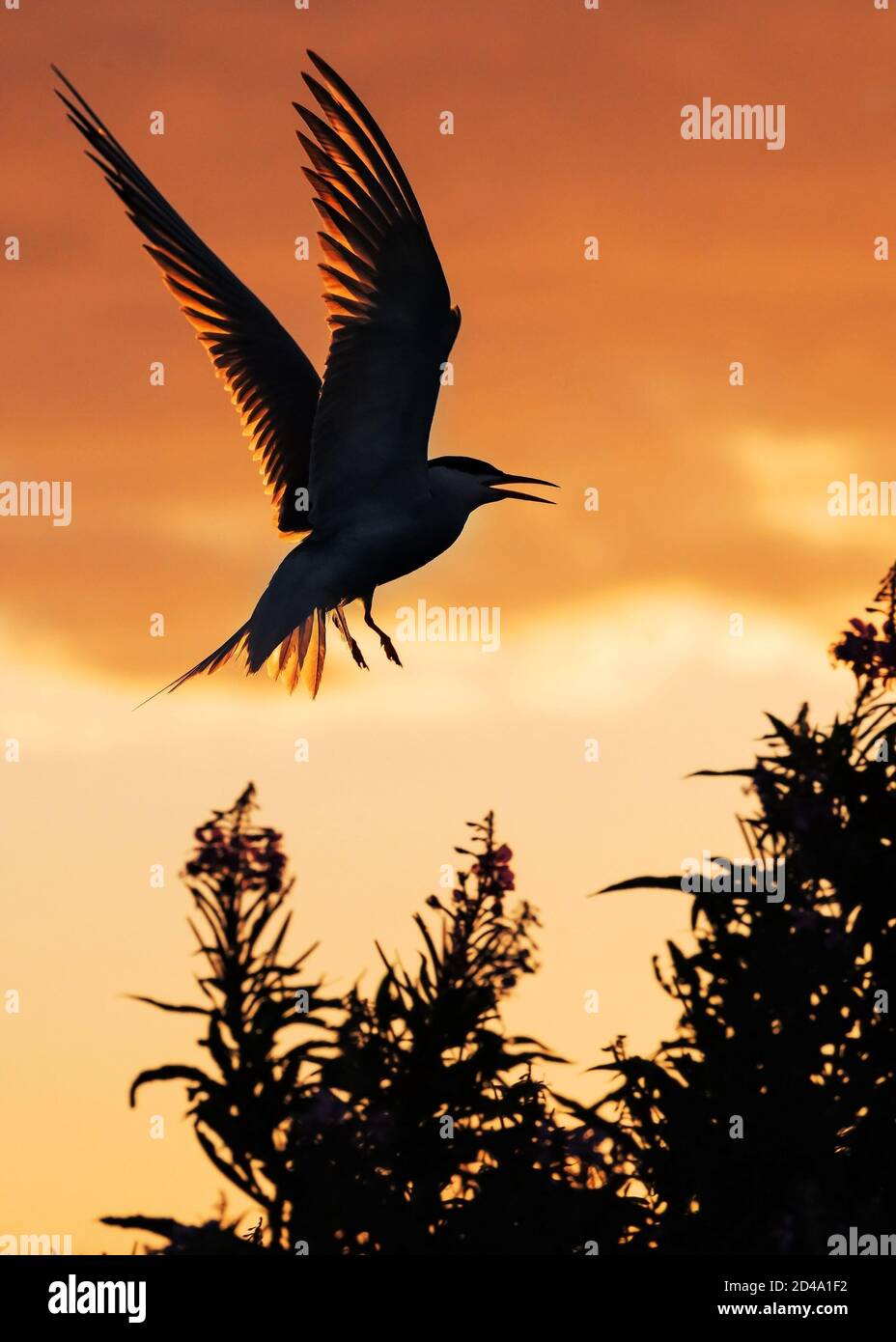 Silhouette of flying common tern. Flying common tern on the sunset sky ...