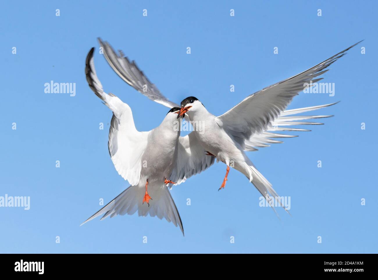 Showdown in the sky. Common Terns interacting in flight. Adult common ...