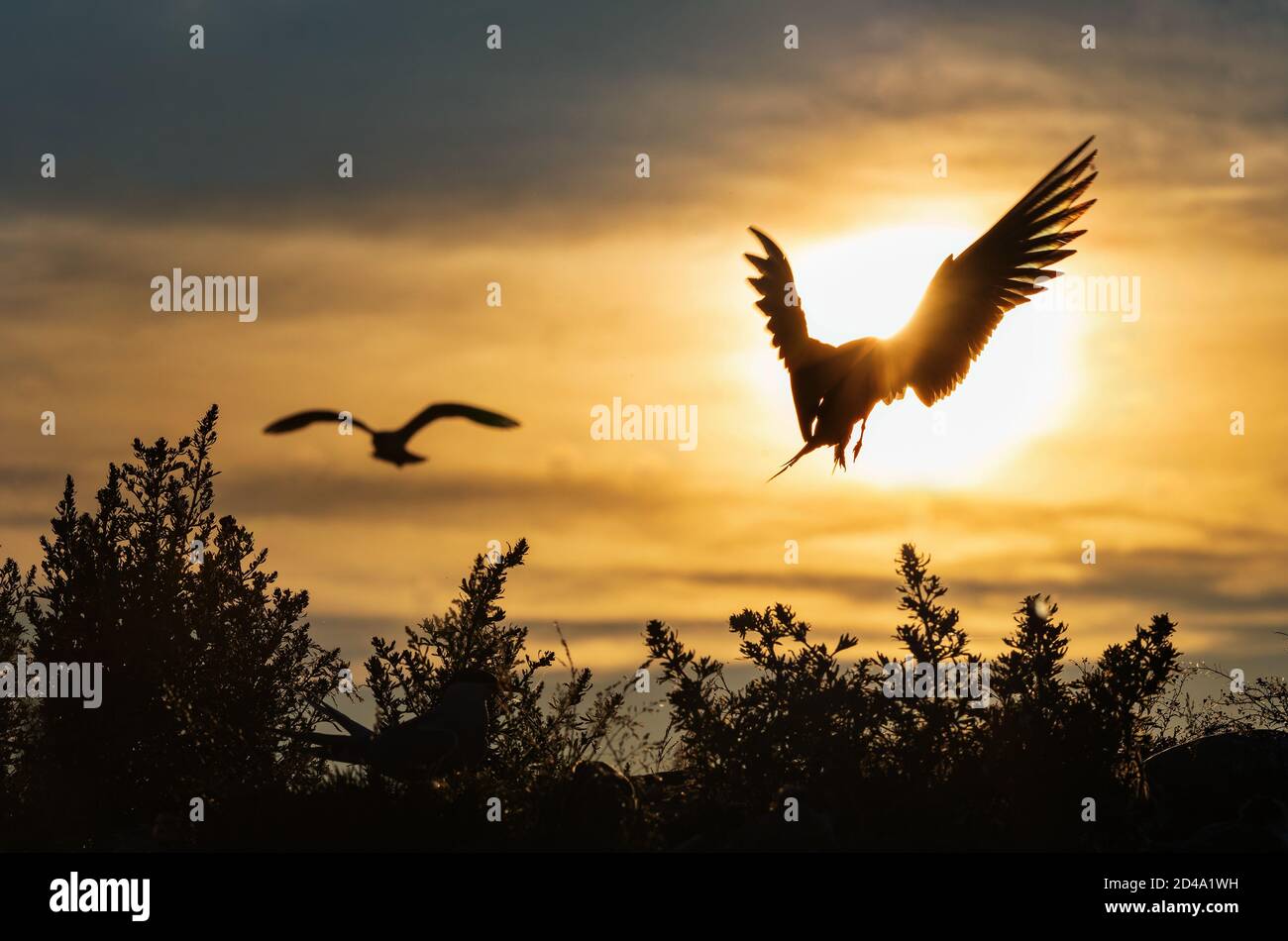 Silhouette of flying common tern. Flying common tern on the sunset sky ...