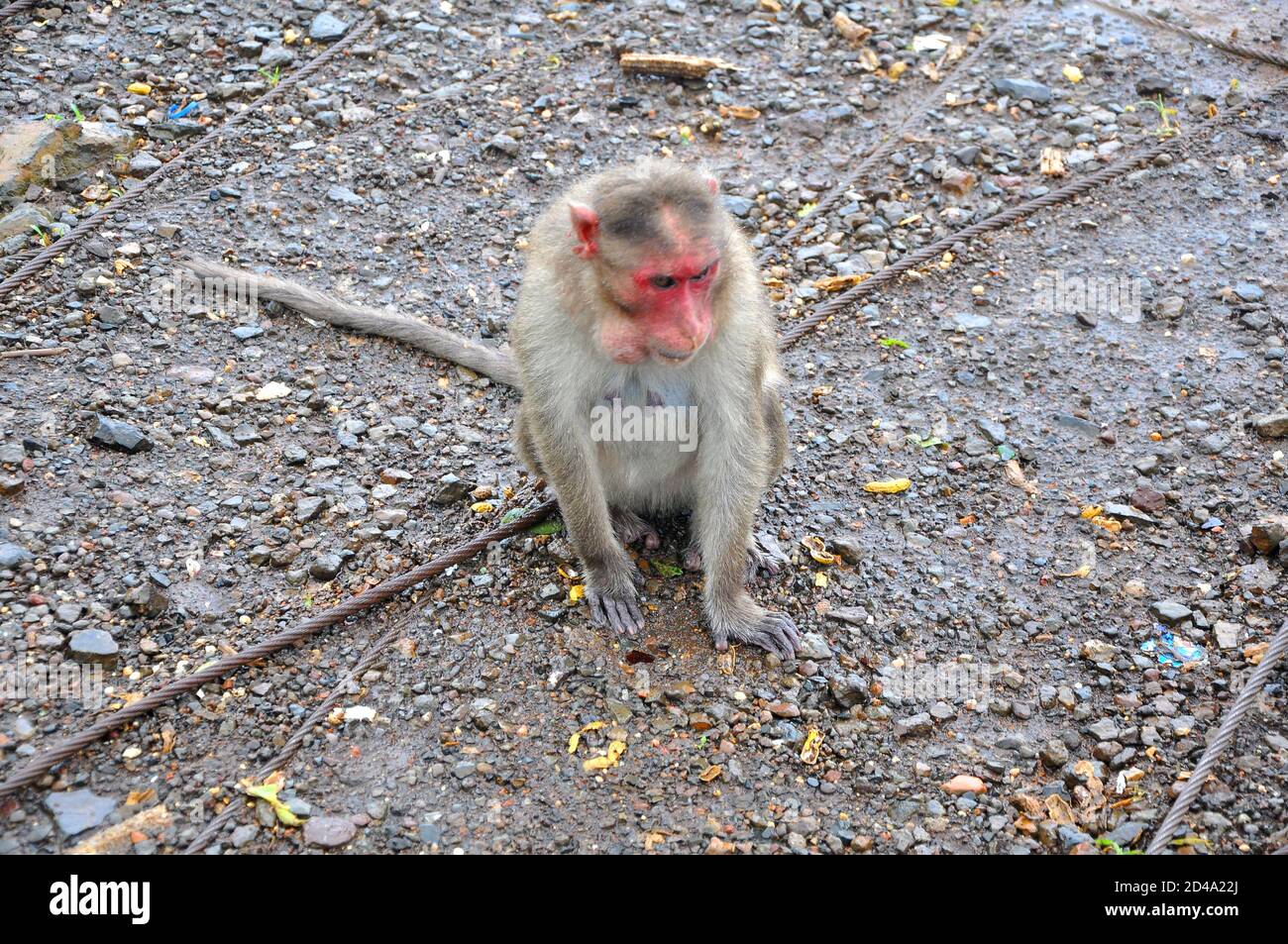 The hungry innocent monkey Stock Photo - Alamy