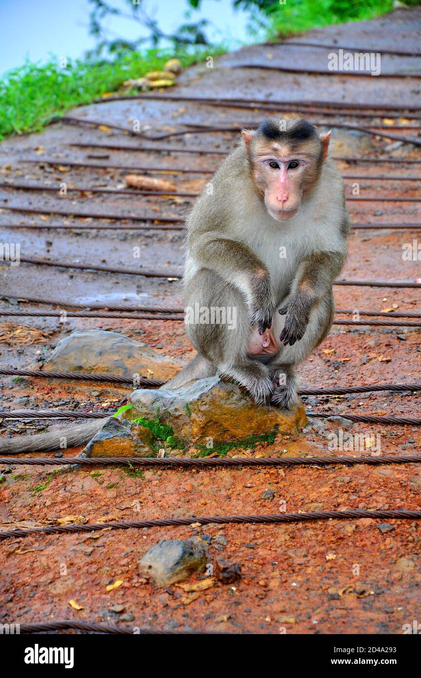 The hungry innocent monkey Stock Photo - Alamy