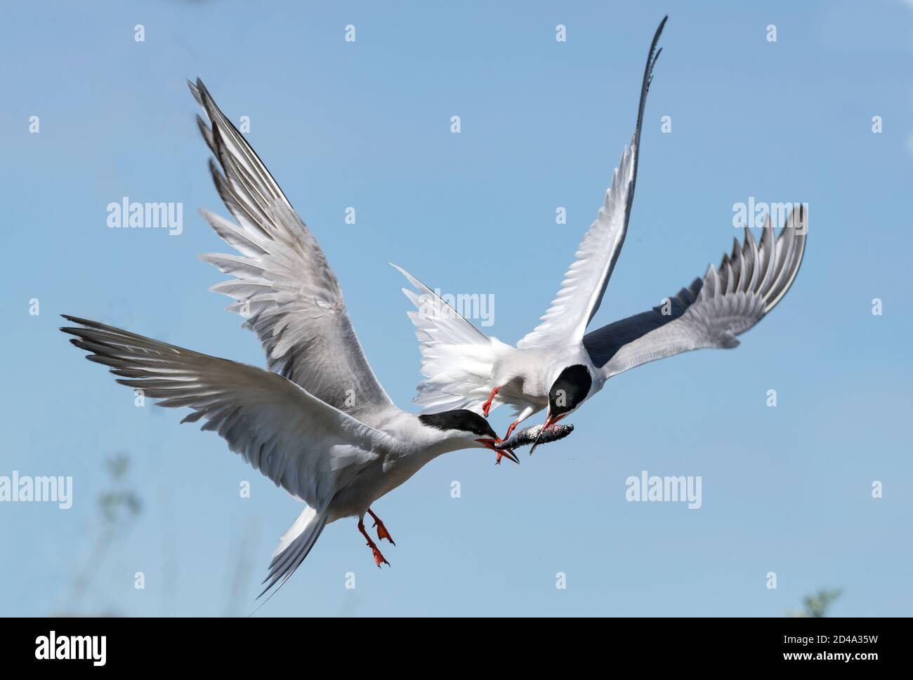 Common Terns (Sterna hirundo) interacting in flight. Adult common terns ...