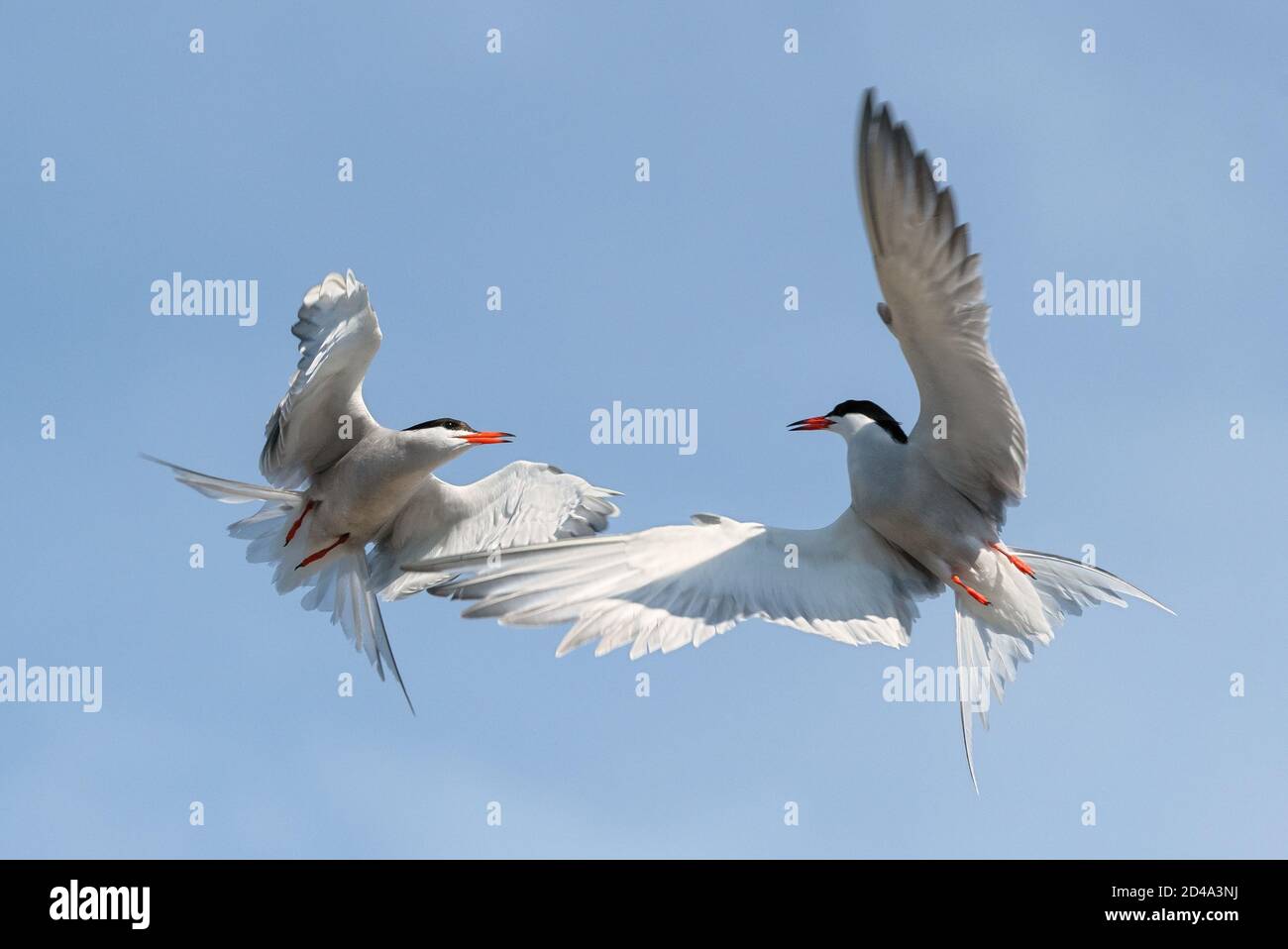 Common Terns (Sterna hirundo) interacting in flight. Adult common terns ...