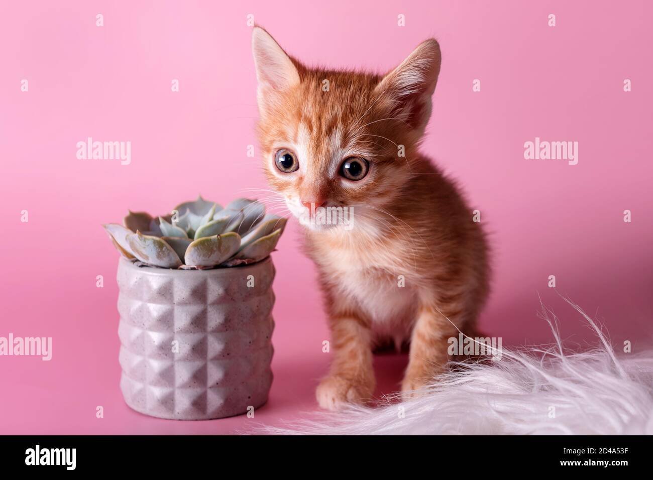 Feline cactus hi-res stock photography and images - Alamy