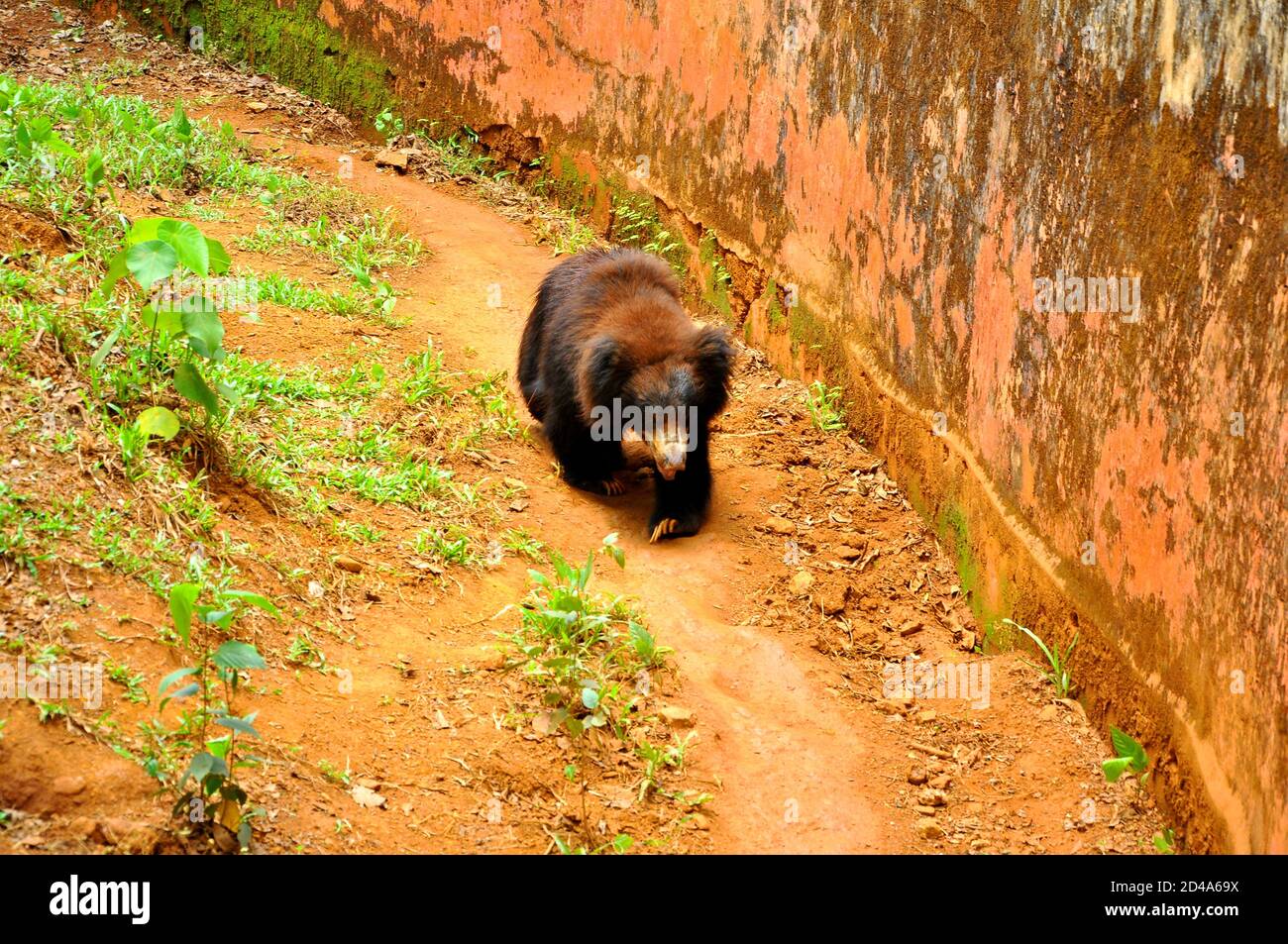 The angry bear Stock Photo - Alamy