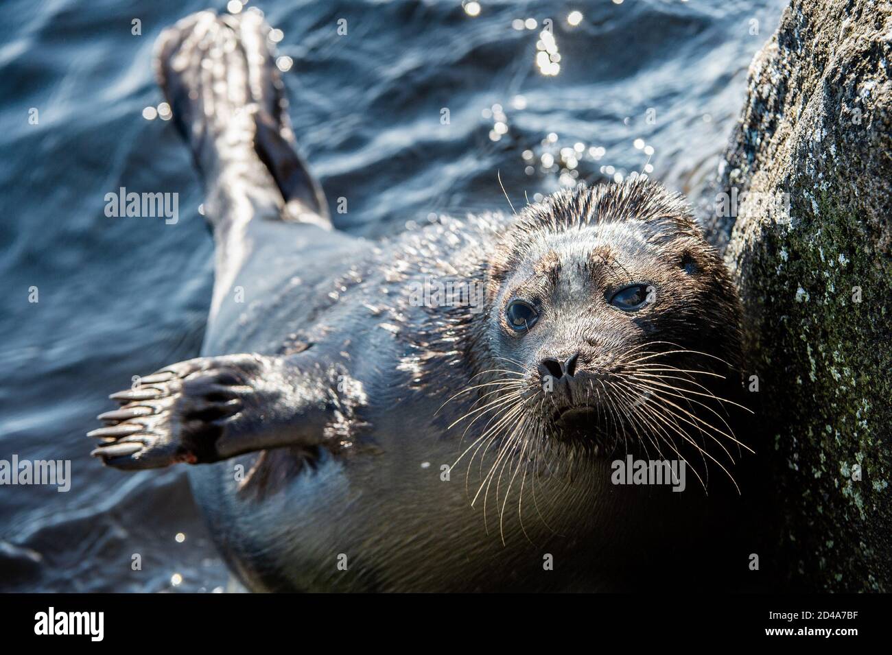 The Ladoga ringed seal. Front view portrait. Close up. Scientific name ...