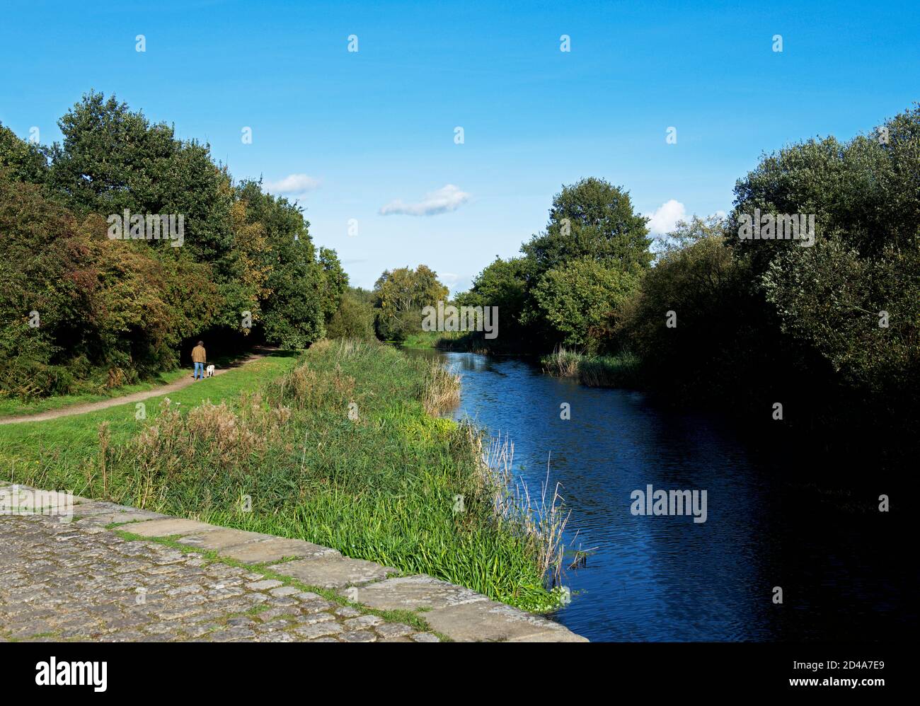 Man, and dog, walking on the towpath of the Selby Canal near Brayton ...