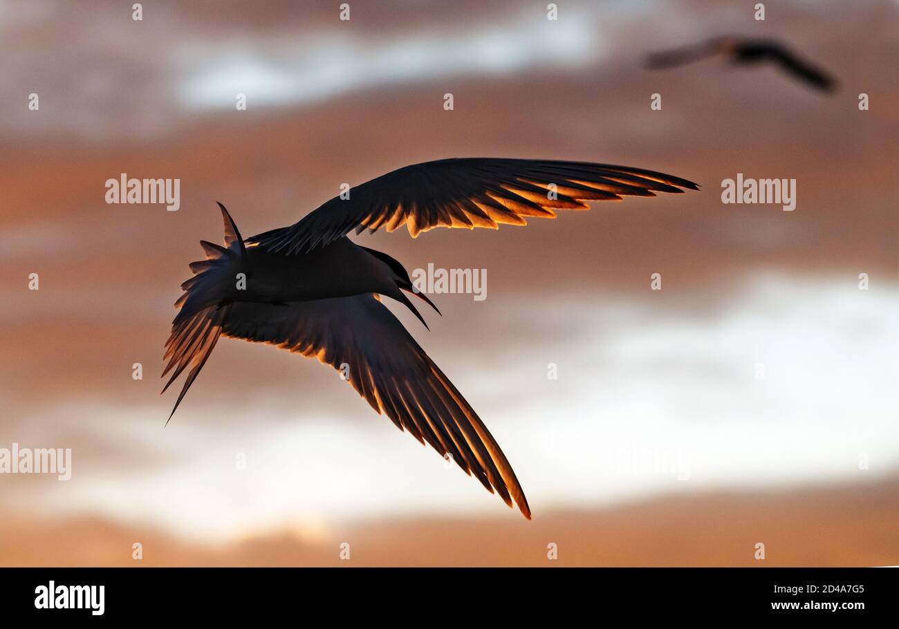 Silhouette of flying common tern. Flying common tern on the sunset sky ...