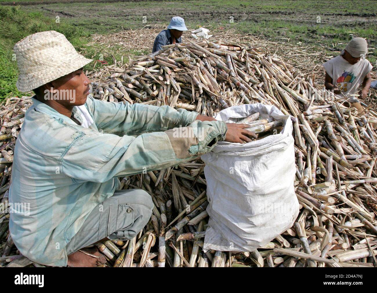 Negros Philippines Sugar Cane High Resolution Stock Photography and ...
