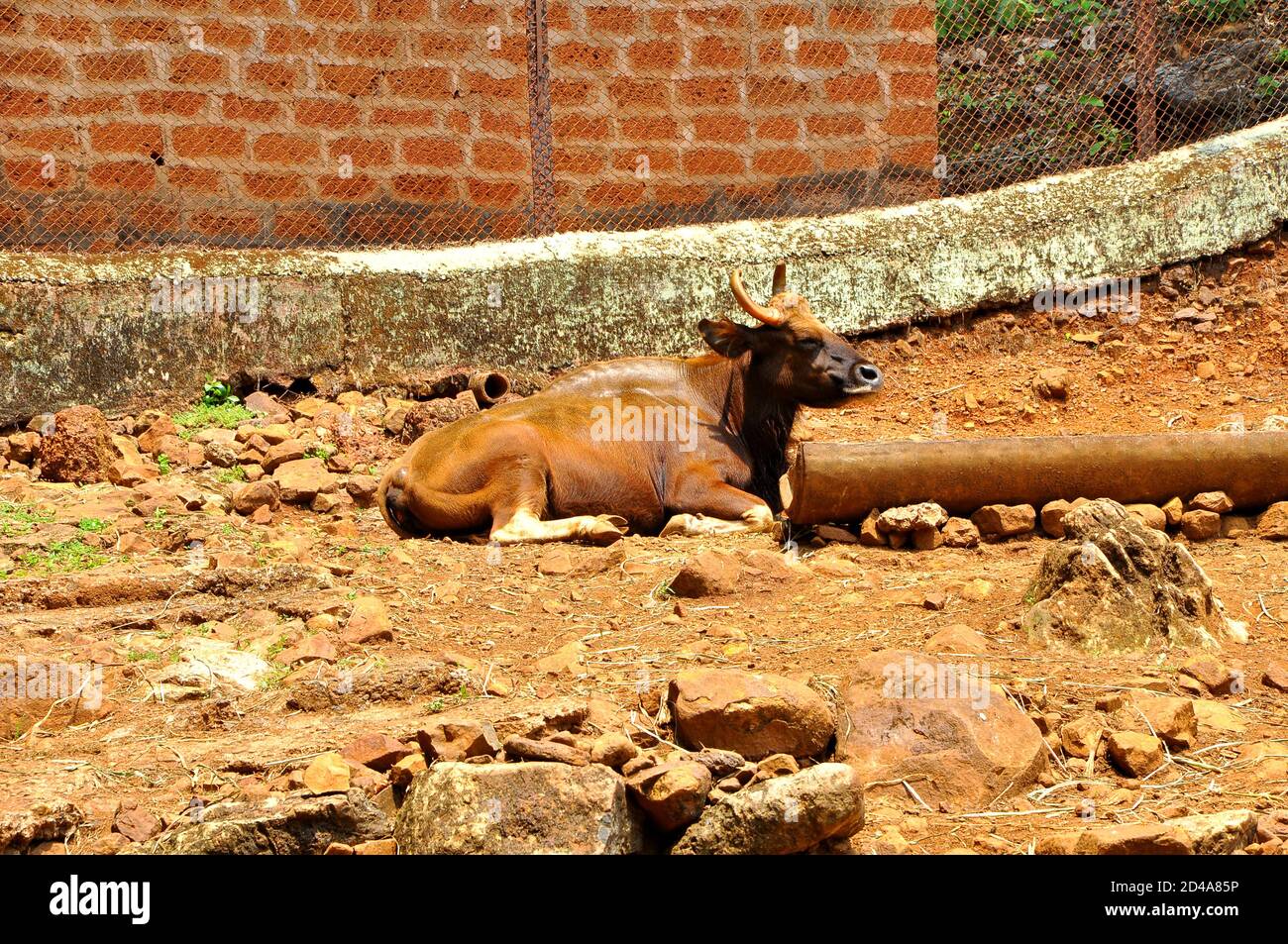 Angry bull hi-res stock photography and images - Alamy