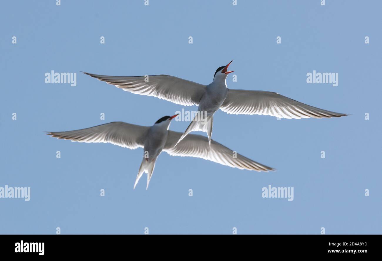 Showdown in the sky. Common Terns interacting in flight. Adult common ...