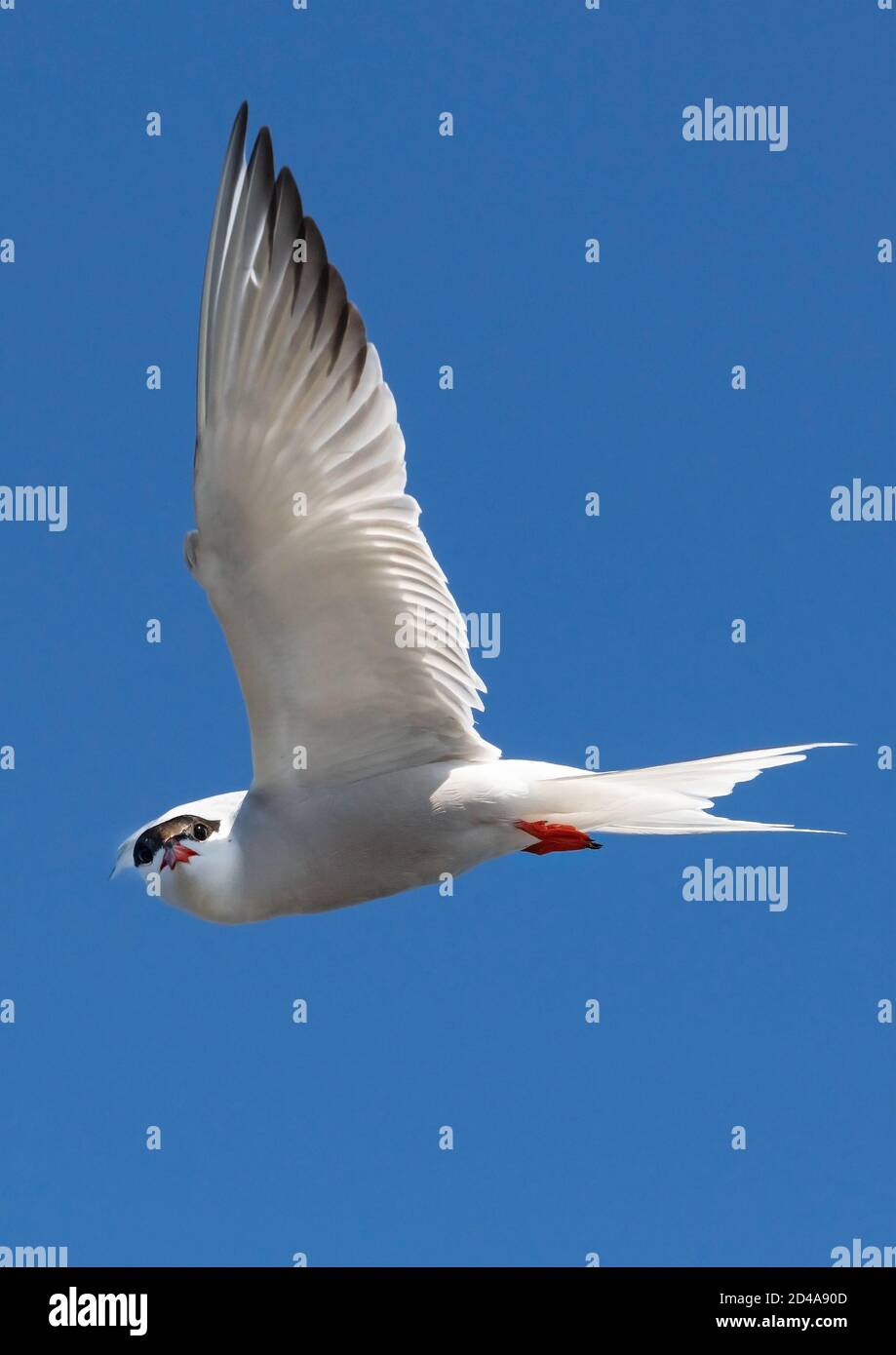 Adult common tern in flight on the blue sky background. Side view ...