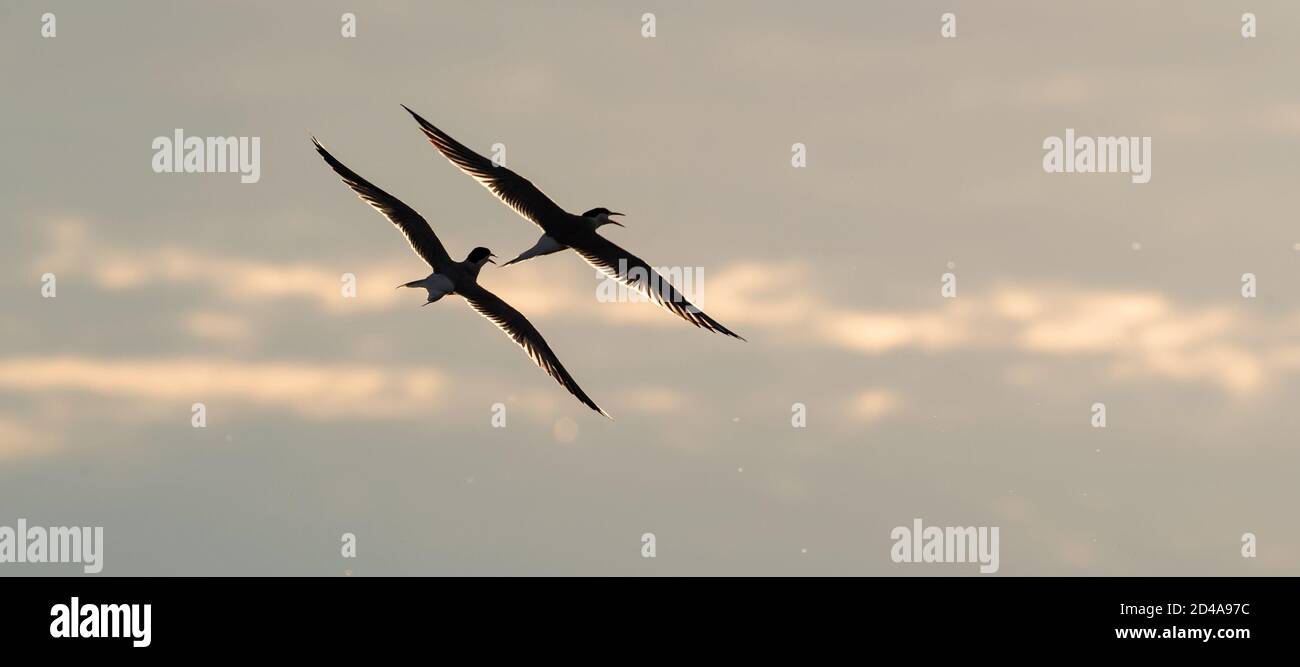 Showdown in the sky. Common Terns interacting in flight. Adult common ...