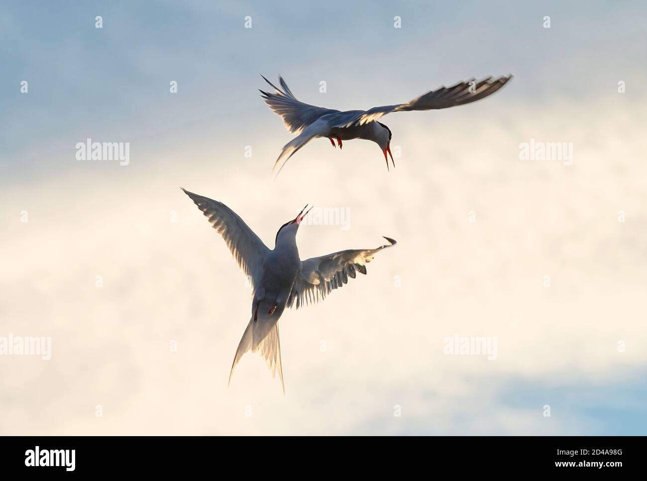 Showdown in the sky. Common Terns interacting in flight. Adult common ...