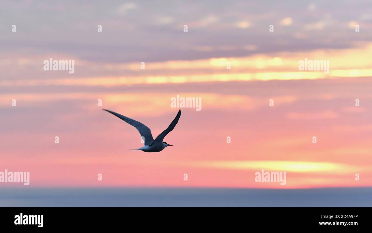 Silhouette of flying common tern. Flying common tern on the sunset sky ...