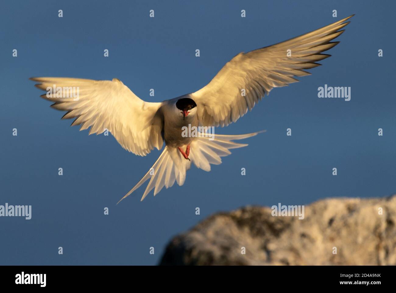 Tern with spread wings landing on a stone. Adult common tern in sunset ...