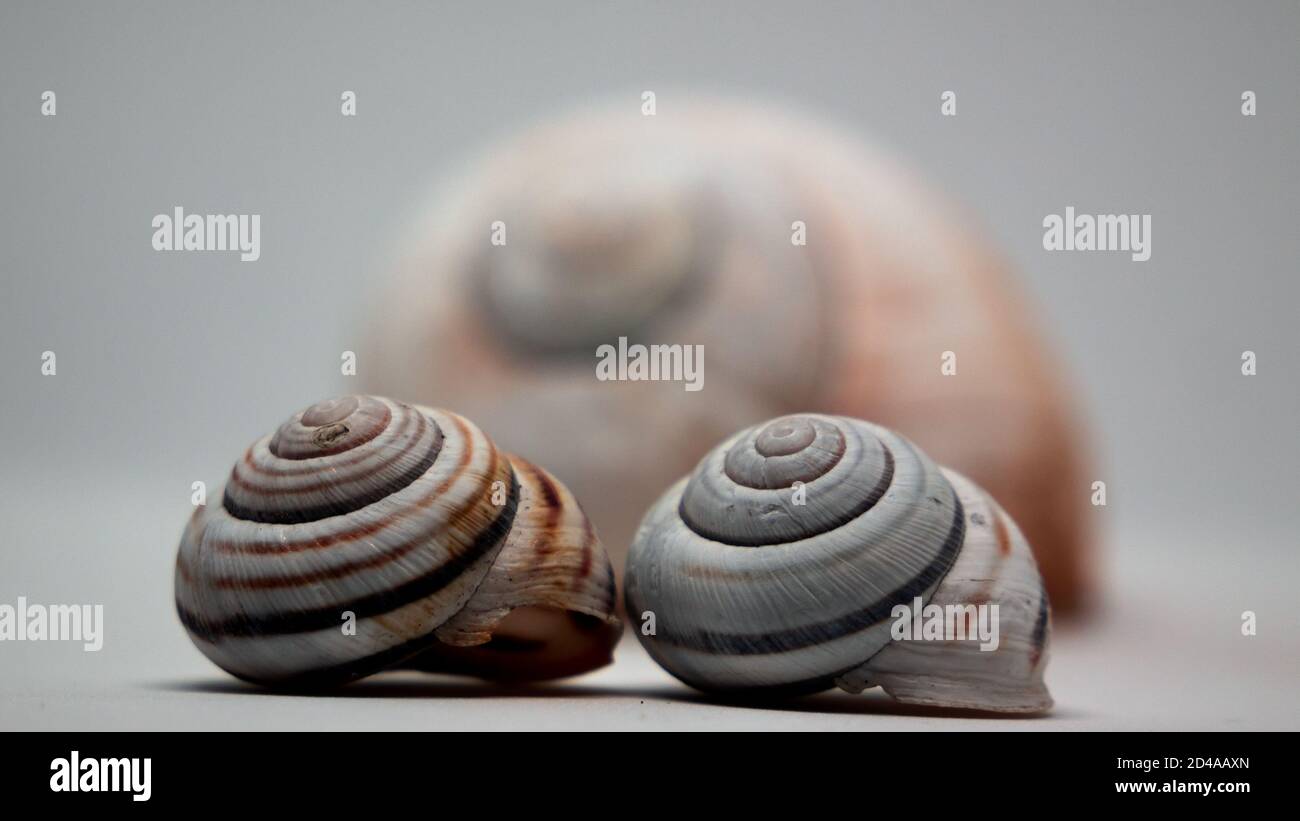 small snail shells in front of a big snail shell on a grey background ...