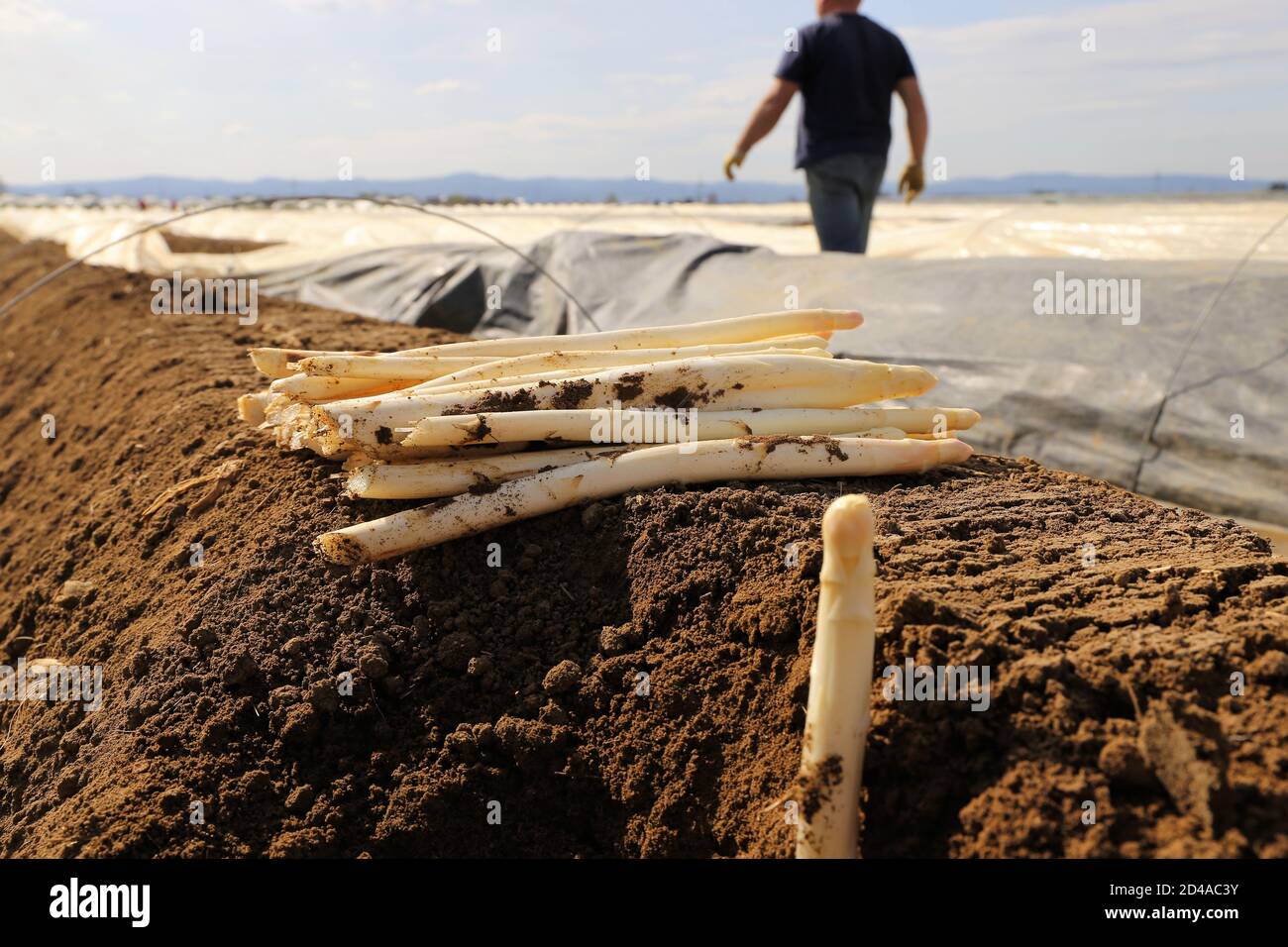 Agricultural asparagus harvest Stock Photo - Alamy