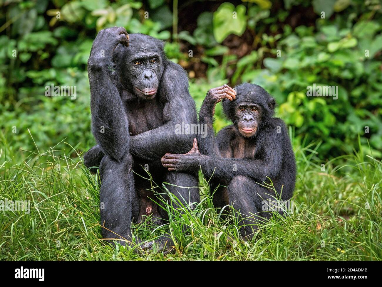 Bonobo with baby. Scientific name: Pan paniscus, called the pygmy ...