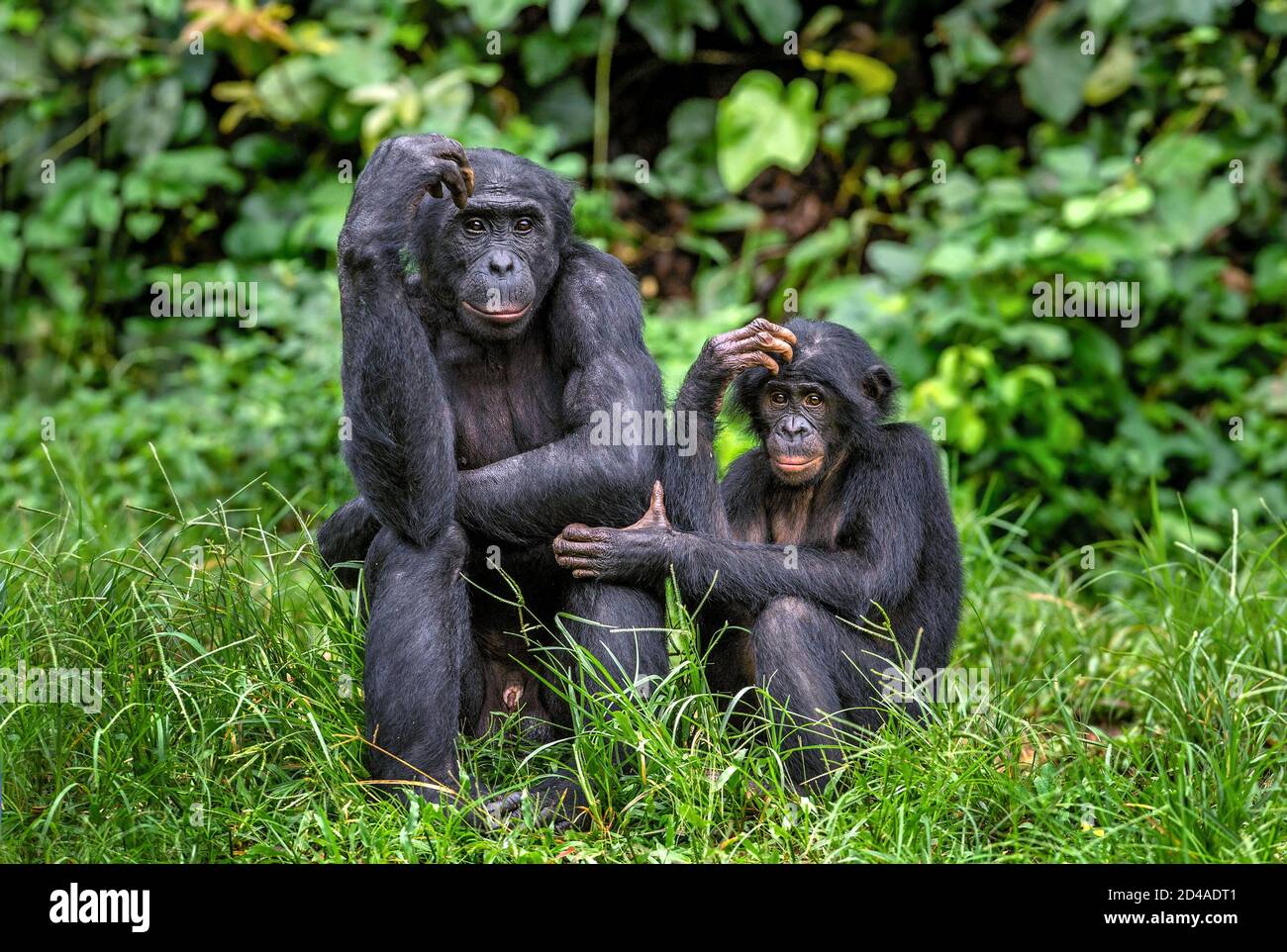Bonobo with baby. Scientific name: Pan paniscus, called the pygmy ...