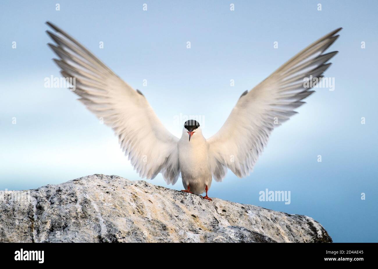 Tern with spread wings on a stone. Adult common tern on the blue sky ...