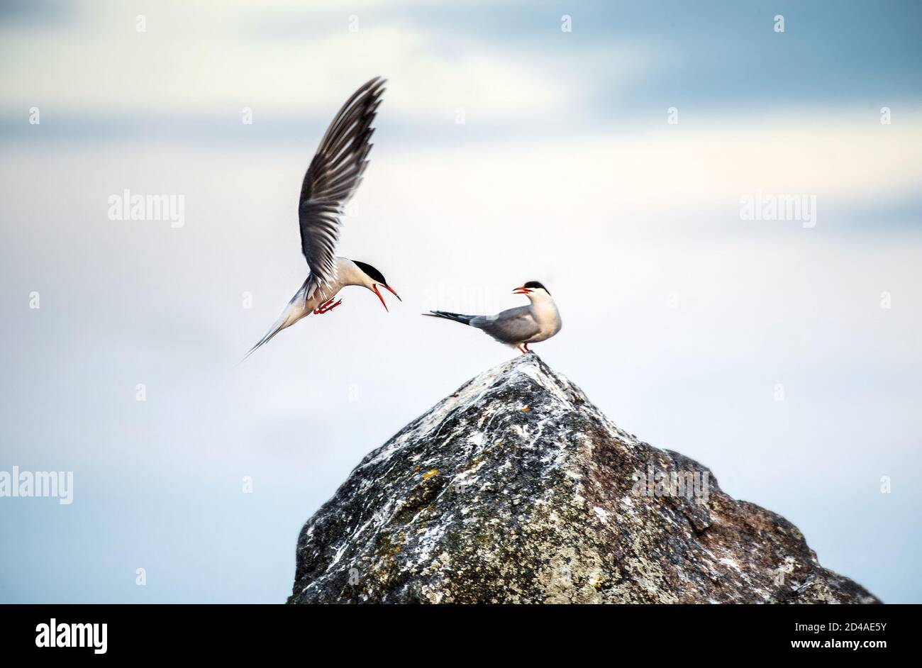 Ritual courtship of terns during the mating season. Common Terns ...
