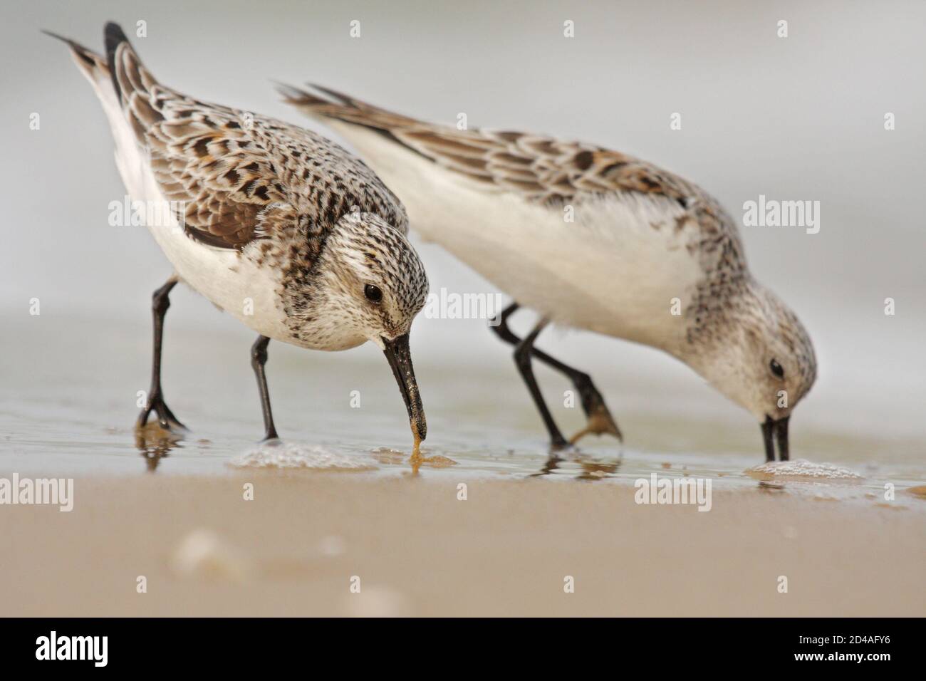 Two Sanderlings eat on the Adriatic beach Stock Photo - Alamy