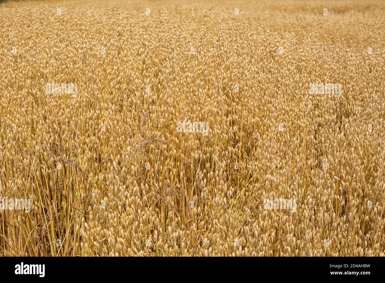 Wheat field as background Stock Photo - Alamy